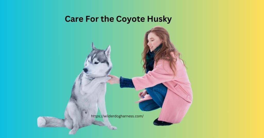 The Husky Coyote Mix: A Complete Guide 2025
