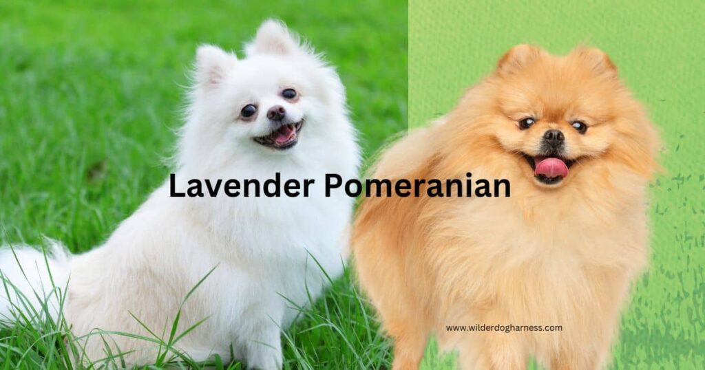 What Does A Lavender Pomeranian Look? 2025