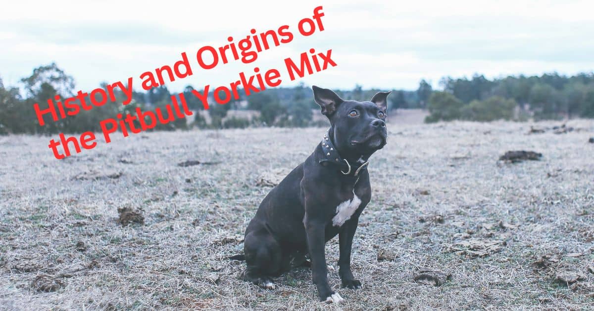 The Pitbull Yorkie Mix: A Bold Twist On Cute!