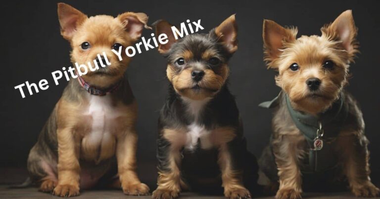 The Pitbull Yorkie Mix: A Bold Twist On Cute!