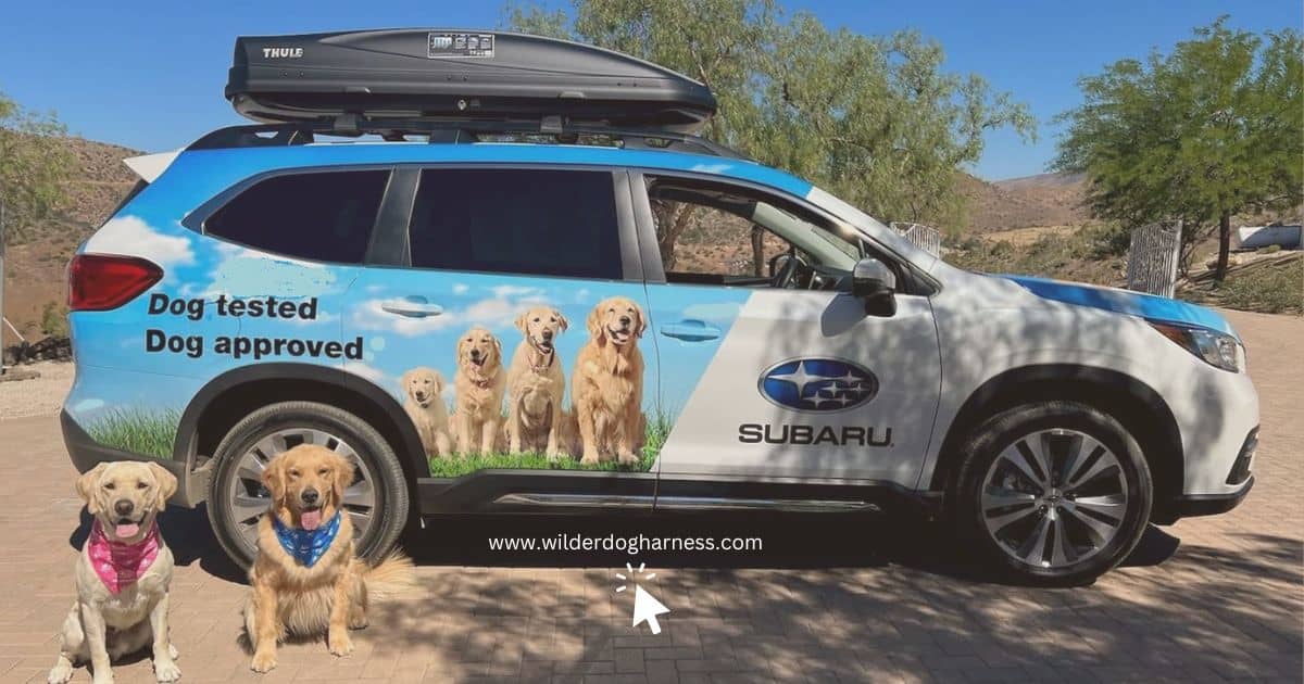 Subaru Dog Commercial 2024: Dog Shows Tested